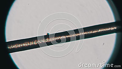 Single Human Hair Under a Microscope Magnification Stock Footage ...