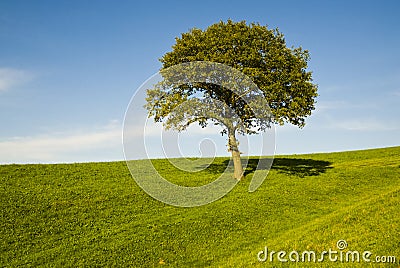 Single Oak Tree In Field Stock Image - Image: 3316881