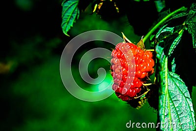 Single Raspberry Blurred Green Background Royalty-Free Stock Photo ...
