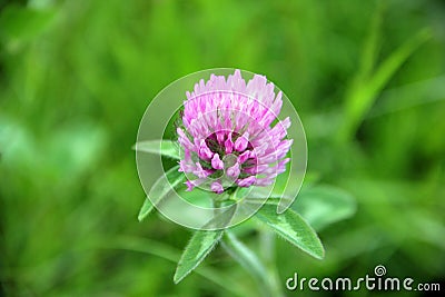 Red clover stock image. Image of flowers, aromatherapy - 191460349