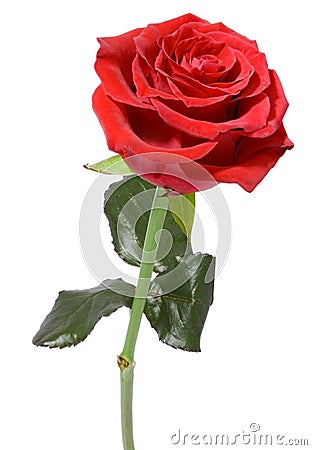 Single Red Rose Royalty Free Stock Photos - Image: 6631628