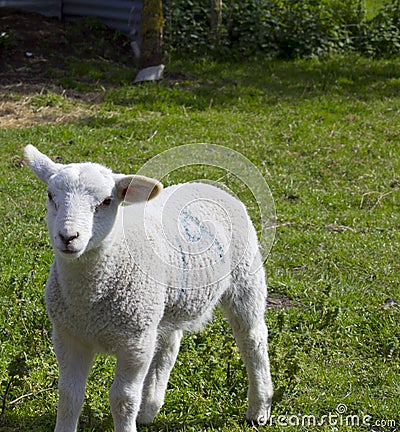 Single Spring Lamb Royalty-Free Stock Photography | CartoonDealer.com ...