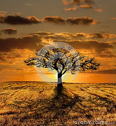 Single Tree Dying Stock Photo - Image: 15167420