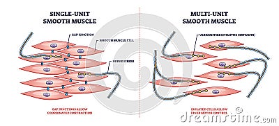 Single Unit Vs Multi Unit Smooth Muscle Structure Differences Outline ...