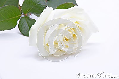 Single White Rose Royalty Free Stock Images - Image: 19132079