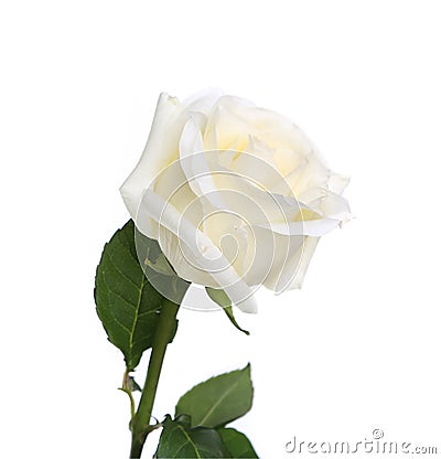 Single White Rose With Leaves And Stem Royalty Free Stock Images ...