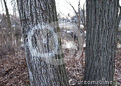 Singled Out Royalty-Free Stock Photography | CartoonDealer.com #46594451