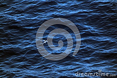 Singular Flying Fish Stock Photo | CartoonDealer.com #116813748