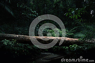 A Singular, Isolated Tree Extended Its Branches To Form A Bridge-like ...