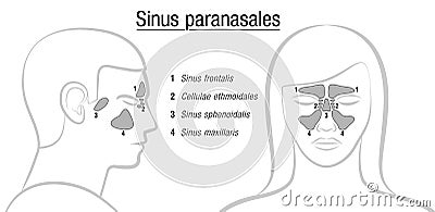 Sinuses Latin Names Male Female Face Cartoon Vector | CartoonDealer.com ...
