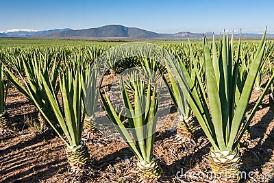Sisal Plantation Stock Photo - Image: 24281720