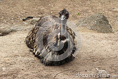 Sitting Emu Stock Photo - Image: 61055512