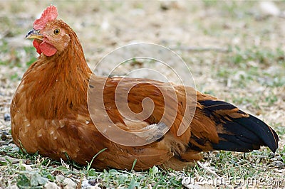 Sitting Hen Royalty Free Stock Photo - Image: 5769095
