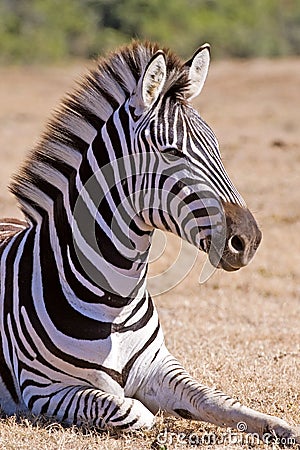 Sitting Zebra Stock Photos - Image: 12061623