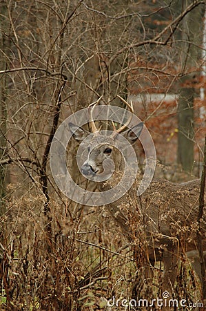 Six Point Buck stock image. Image of buck, wary, alert - 3284843
