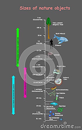Sizes And Dimension Of Nature Objects Grey. Educational Vector ...