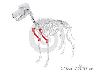 Skeletal Anatomy - Humerus Royalty-Free Cartoon | CartoonDealer.com ...