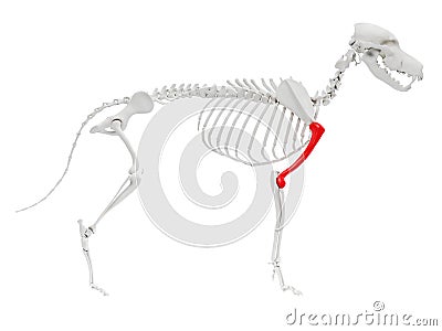 Skeletal Anatomy - Humerus Royalty-Free Illustration | CartoonDealer ...