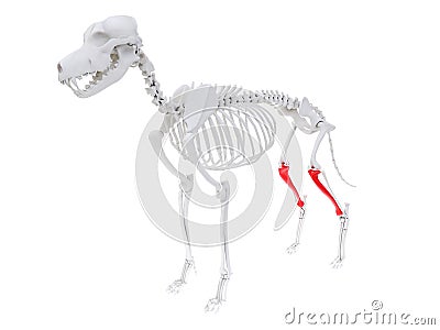 Skeletal Anatomy - Tibia Stock Illustration | CartoonDealer.com #153407611