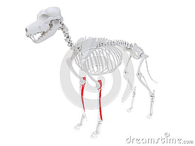 Skeletal Anatomy - Ulna Royalty-Free Cartoon | CartoonDealer.com #153407936