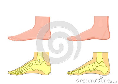Skeletal And External View Of An Ankle Cartoon Vector | CartoonDealer ...