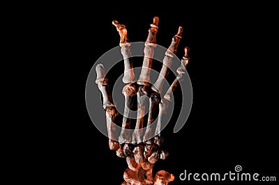 Skeletal Hand Royalty-Free Stock Image | CartoonDealer.com #26496118
