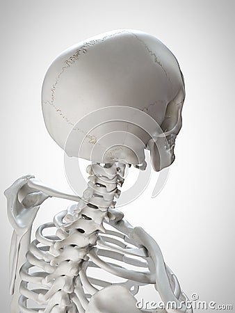 The Skeletal Neck Royalty-Free Illustration | CartoonDealer.com #127849910