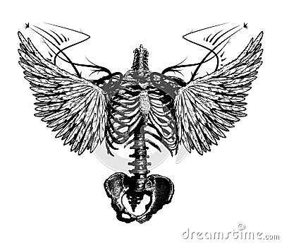 Skeleton Angel Royalty Free Stock Photos - Image: 4503258