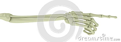 Skeleton Arm, Pointing Stock Photography - Image: 6523412