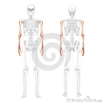 Skeleton Arms Human Front Back View With Partly Transparent Bones ...