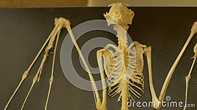 Skeleton of a Bat in Laboratory Stock Footage - Video of chiroptera ...