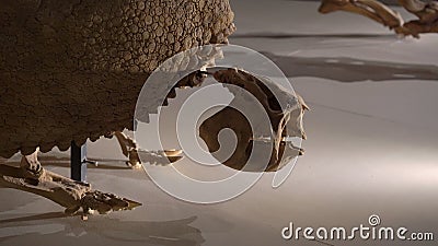 Skeleton of Extinct Giant Mamal Glyptodon in a Natural History Museum ...