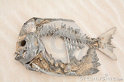 Skeleton Of A Fish In The Desert Royalty Free Stock Photos - Image: 4656788