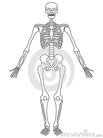 Skeleton: Front View Royalty Free Stock Image - Image: 11827126