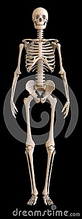 Skeleton Front View. Human Skeleton On Black Background. 3d ...