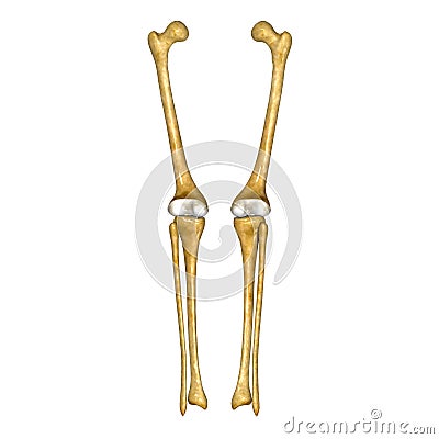Skeleton Legs Royalty-Free Stock Photo | CartoonDealer.com #44729007