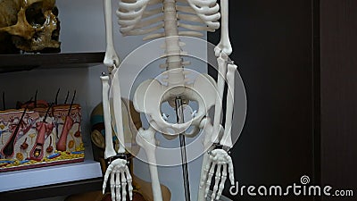 Skeleton model in class stock footage. Video of health - 138698260