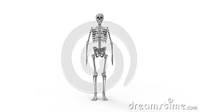 Skeleton Multiple Views Of A Human Computer Renderd Skeleton, Royalty ...