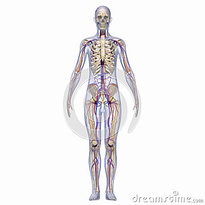 Skeleton With Nervous System Stock Illustration - Image: 43014280