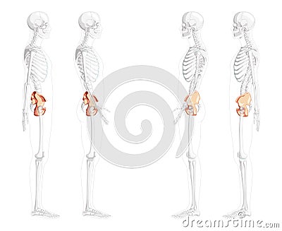 Skeleton Pelvis Hip Bone Human Side Lateral View With Partly ...
