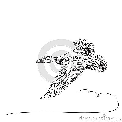 Sketch Of Duck Flying Stock Vector - Image: 41256121