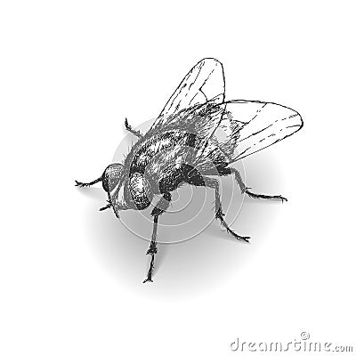 Sketch Fly Stock Vector - Image: 46369922