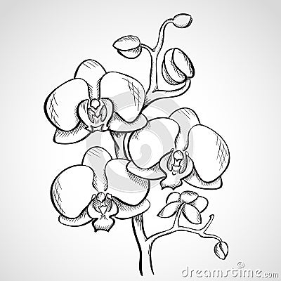 Sketch Orchid Branch Stock Illustration - Image: 39530180