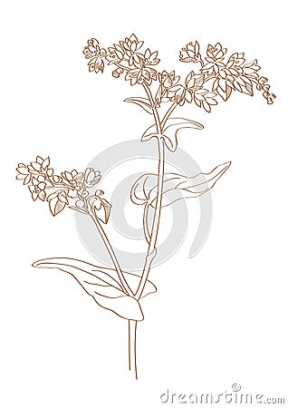 Buckwheat-sketch Stock Images - Image: 30092404