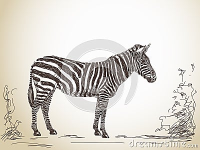 Sketch Of Zebra Stock Vector - Image: 40304756