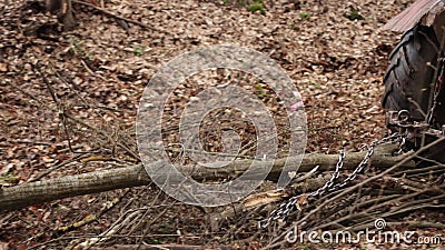 Skidder Pulling Logs on Wood Storage in Forest. Spring Come in ...