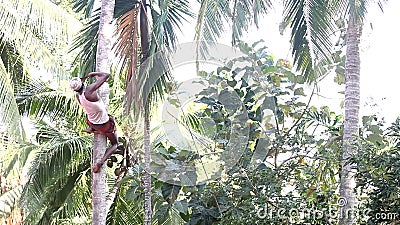 Skilled Man on Support Cuts Palm Tree and Throws Down Trunk Stock ...
