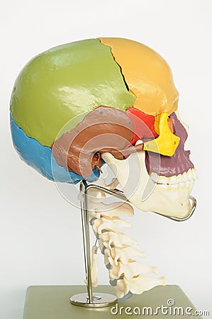 Skull Human Anatomy Royalty Free Stock Photography - Image: 18639017