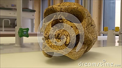 Skull Model of a Neanderthalensis Neanderthal Man in a Science Lab ...