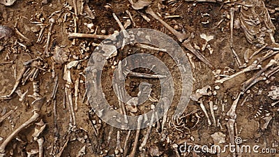 Skulls and Bones of People in the Ground. Human Remains Bones of ...
